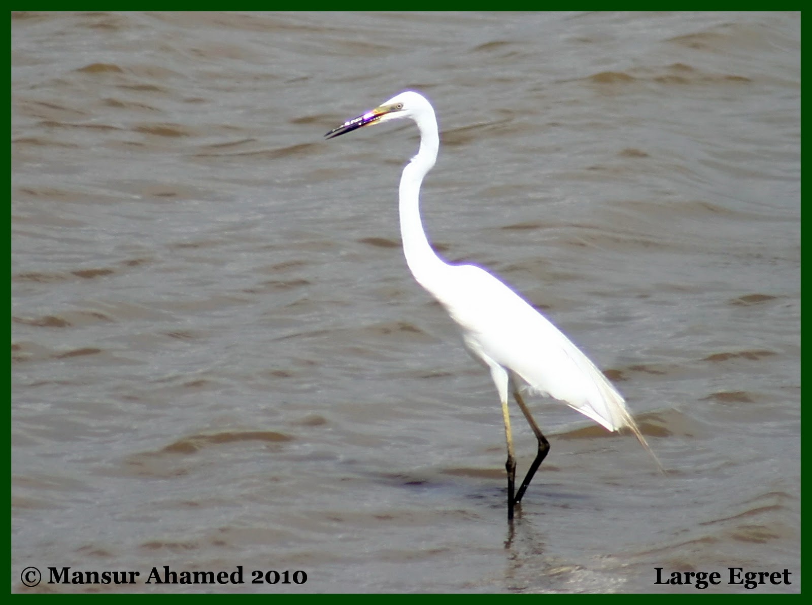 My Experience with Birds: Great Egret or Large Egret