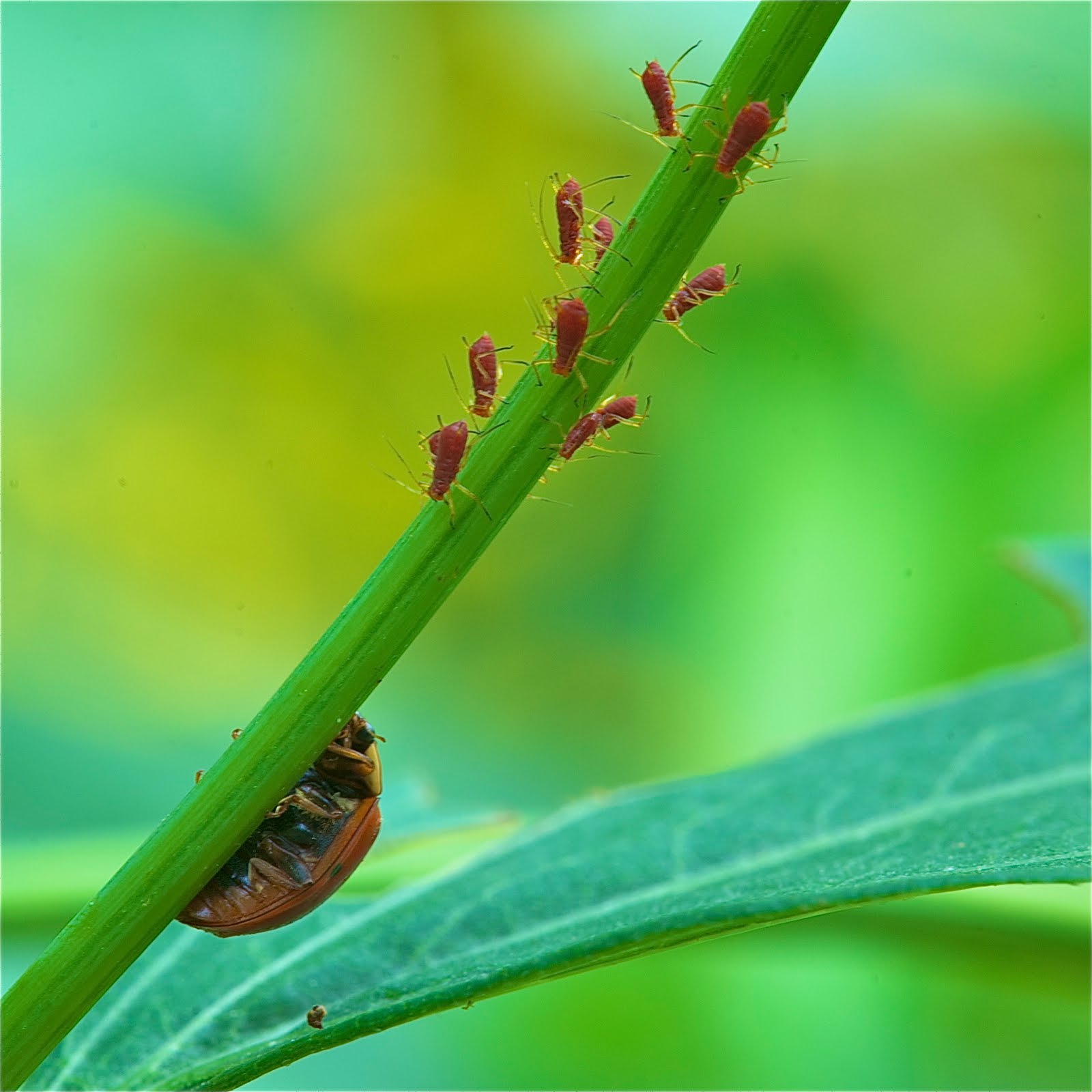 Ladybug control aphids