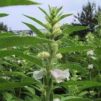 CULTIVOS AGRICOLAS: CULTIVO DE AJONJOLI