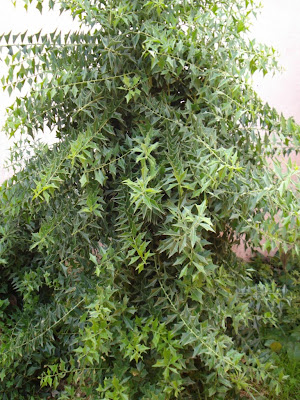 Canguçu em Cores: Cancorosa - Cancorosa-de-Três-Pontas - Jodina ...