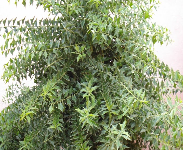 Canguçu em Cores: Cancorosa - Cancorosa-de-Três-Pontas - Jodina ...