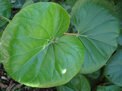 Canguçu em Cores: Pariparoba - Piper umbellatum L. - Uso Terapêutico ...