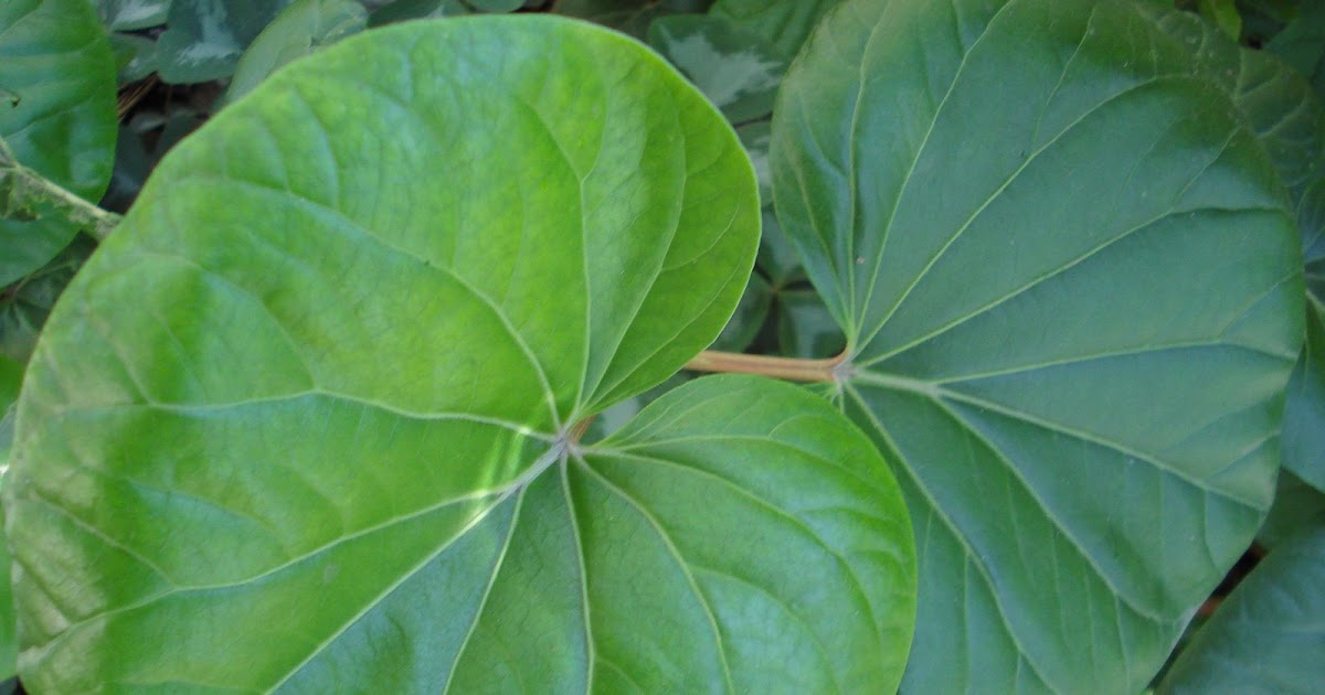 Canguçu em Cores: Pariparoba - Piper umbellatum L. - Uso Terapêutico ...