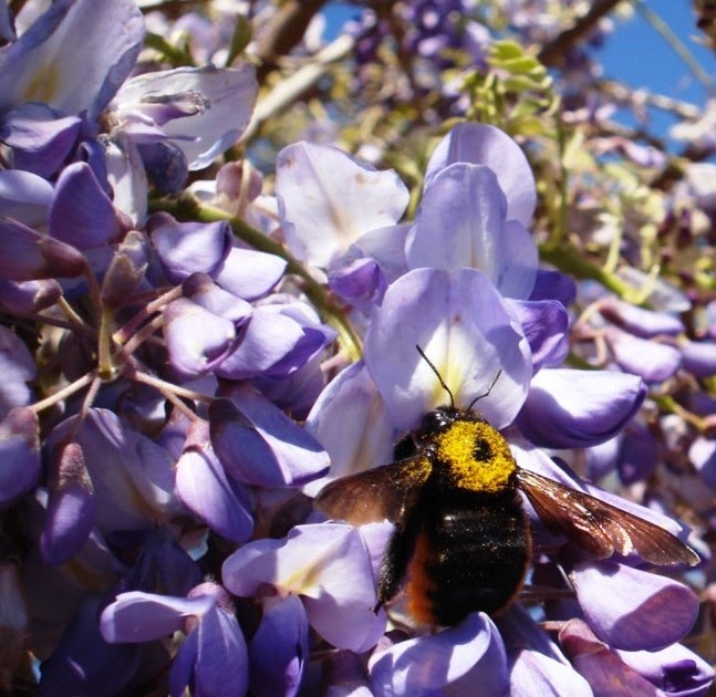 Canguçu em Cores: MANGANGAVA E GLICÍNIA - POLINIZAÇÃO - FANTÁSTICAS ...