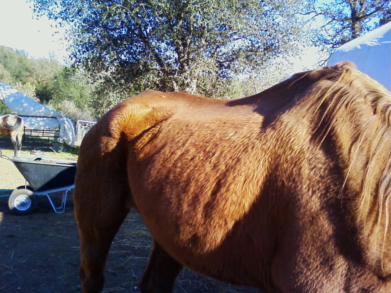 Safe Haven Horse Rescue Journal: Emaciated Mare, Delta Dawn, 2nd Weigh ...