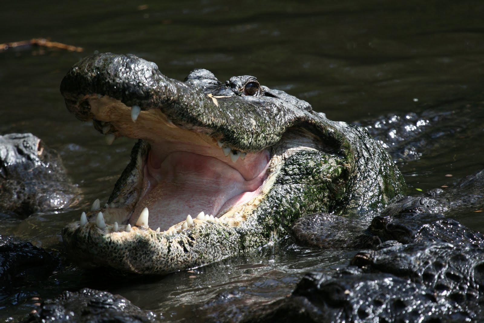 Wings & Wildflowers: 'Gators of the Alligator Farm
