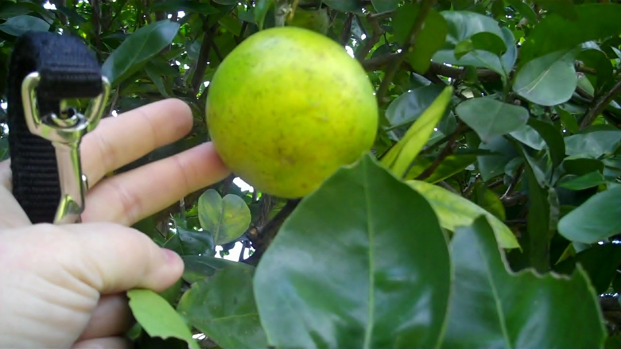 Alive and Well in Costa Rica: Chapter 6 - FRUIT OF THE TREES