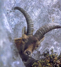 Días de dorondón: Hay un bucardo en ti