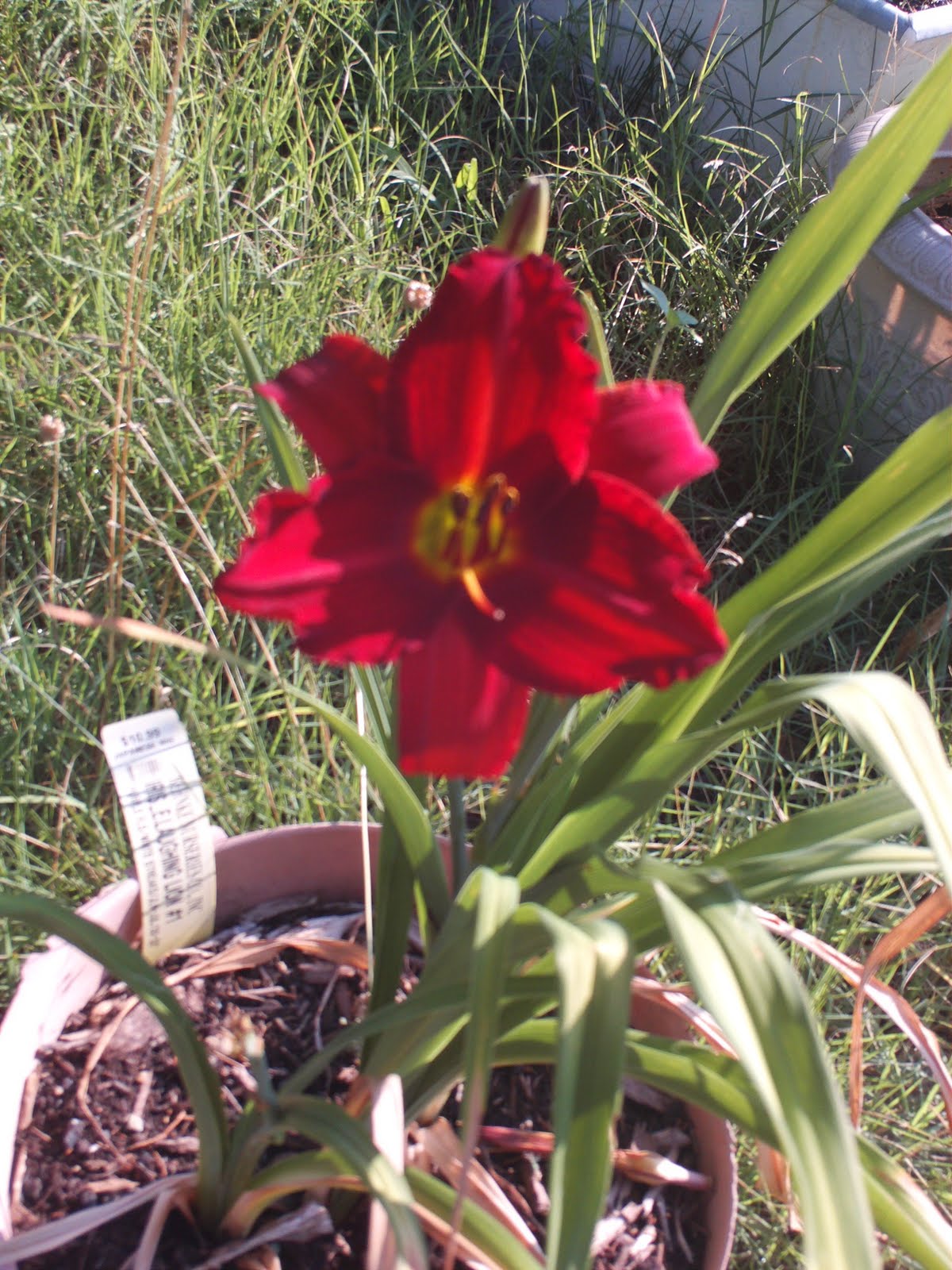 Lihat Kebunku: Bunga lily merah