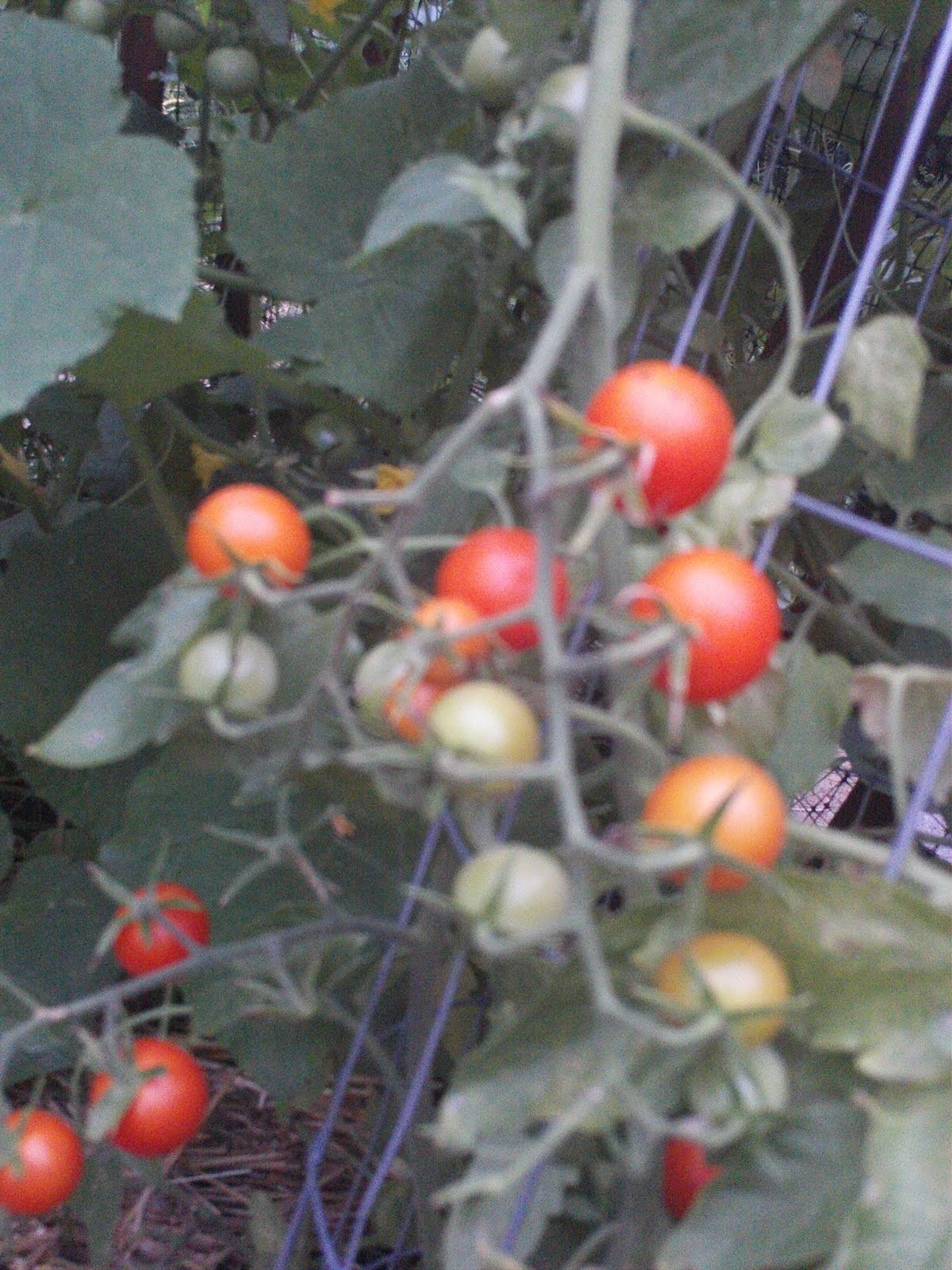 Lihat Kebunku: pohon tomat cherry