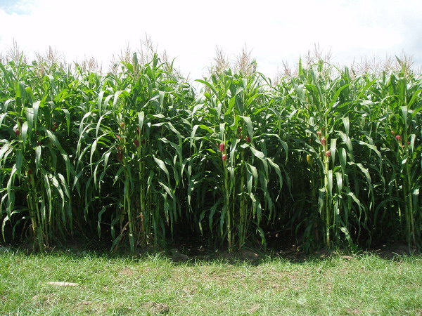 Green Million Agrisolution Ent (SA0137658W): PENGIRAAN KEUNTUNGAN ...