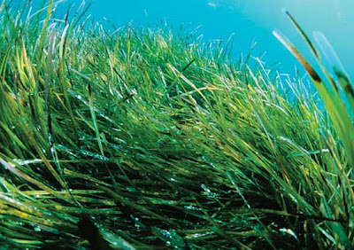 Posidonia: POSIDONIA
