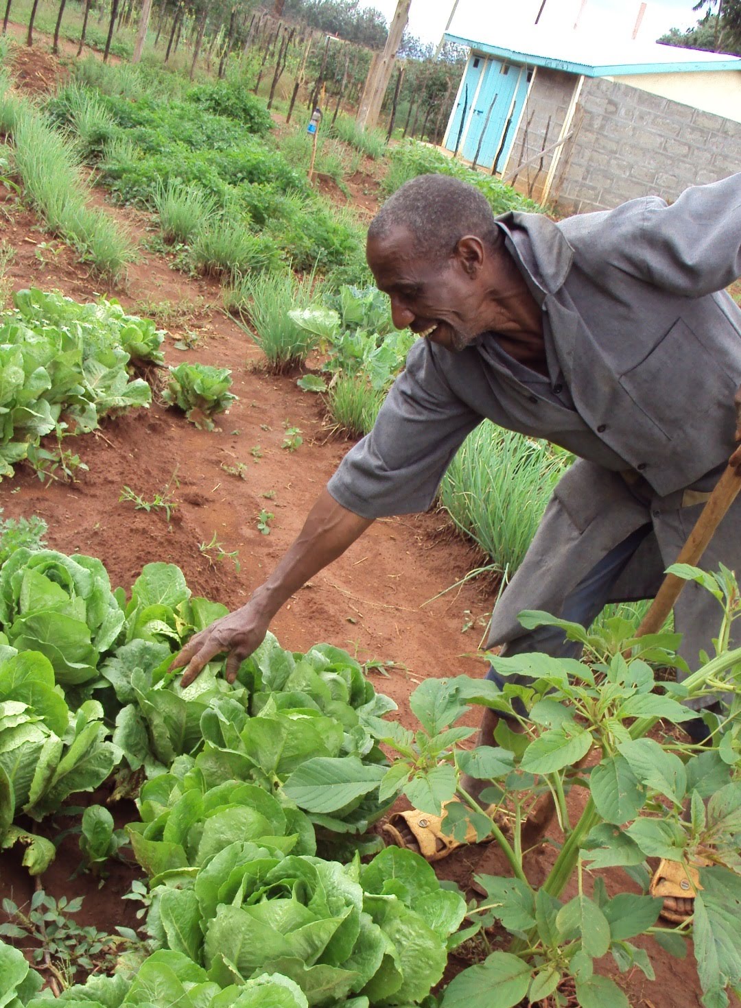 NG'ARUA MAARIFA CENTRE: The plight of small-scale Agro-traders.