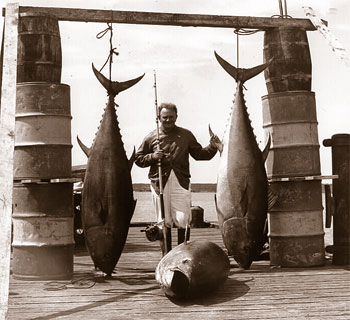 Rachel's Marine Blog: Plight of the Northern Blue fin tuna (BFT)