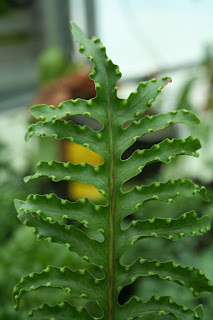 Lecanopteris: Lecanopteris "alford'