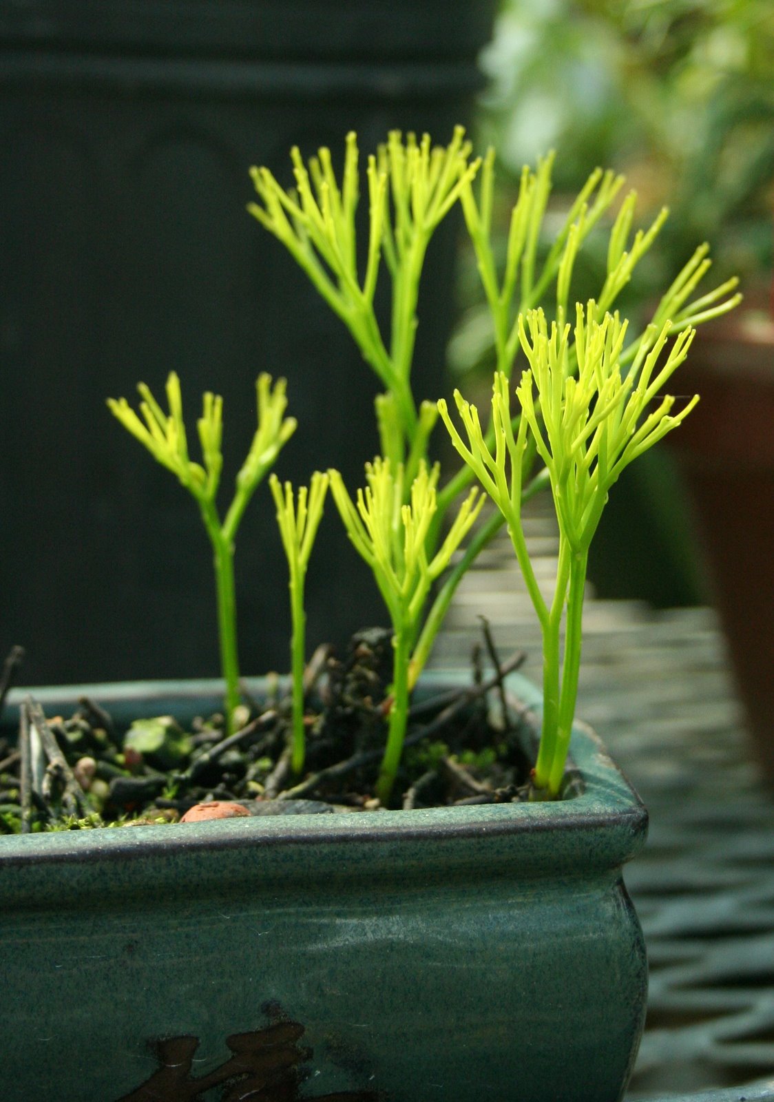 Psilotum (MATSUBARAN): Psilotum 錦玉 Kin Gyoku