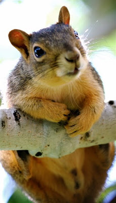 Colorado Lifestyle: Colorado Fox Squirrel: Friend or Foe?