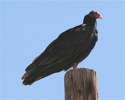 Colorado Lifestyle: Day 1: Turkey Vultures