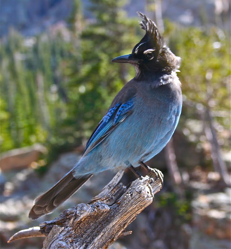 Stellar's Jay