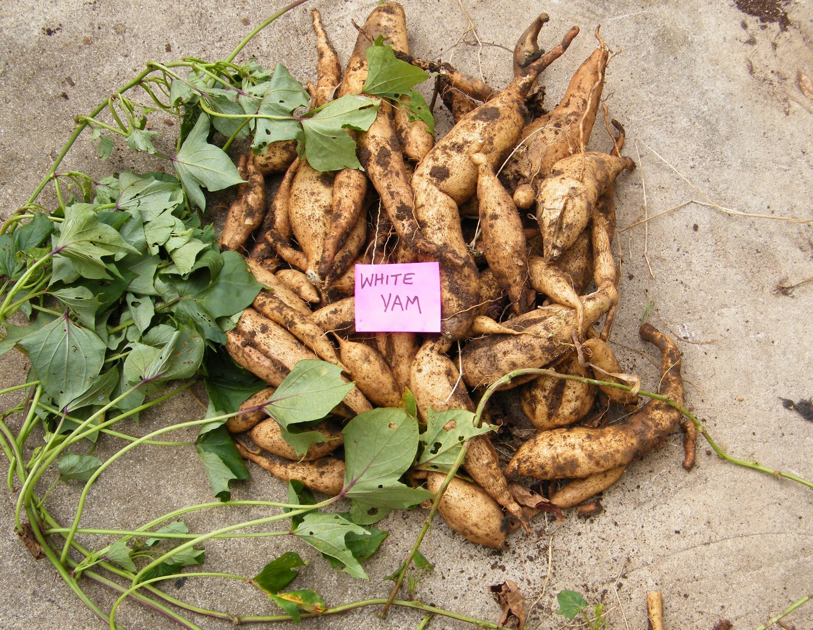 Home of a Feral Biologist: 2010 Sweet Potato Harvest