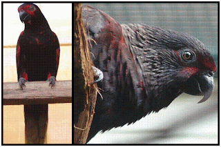 Lories: 2. Rajah Lory