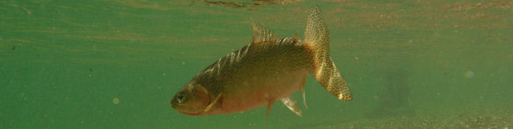 Montana Native Fish: Who's a Sucker?