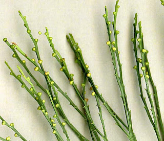 Plantae dan Animalia: PTERYDOPHYTA