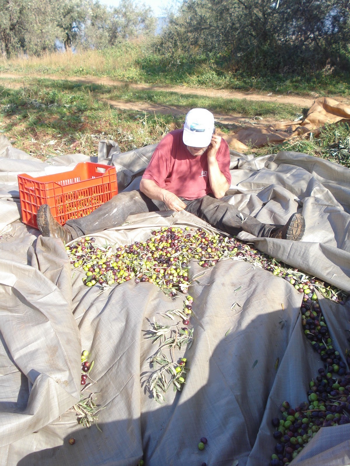 ΚΟΥΚΟΥΛΑΙΪΚΑ: ΕΛΑΙΟΠΑΡΑΓΩΓΟΙ