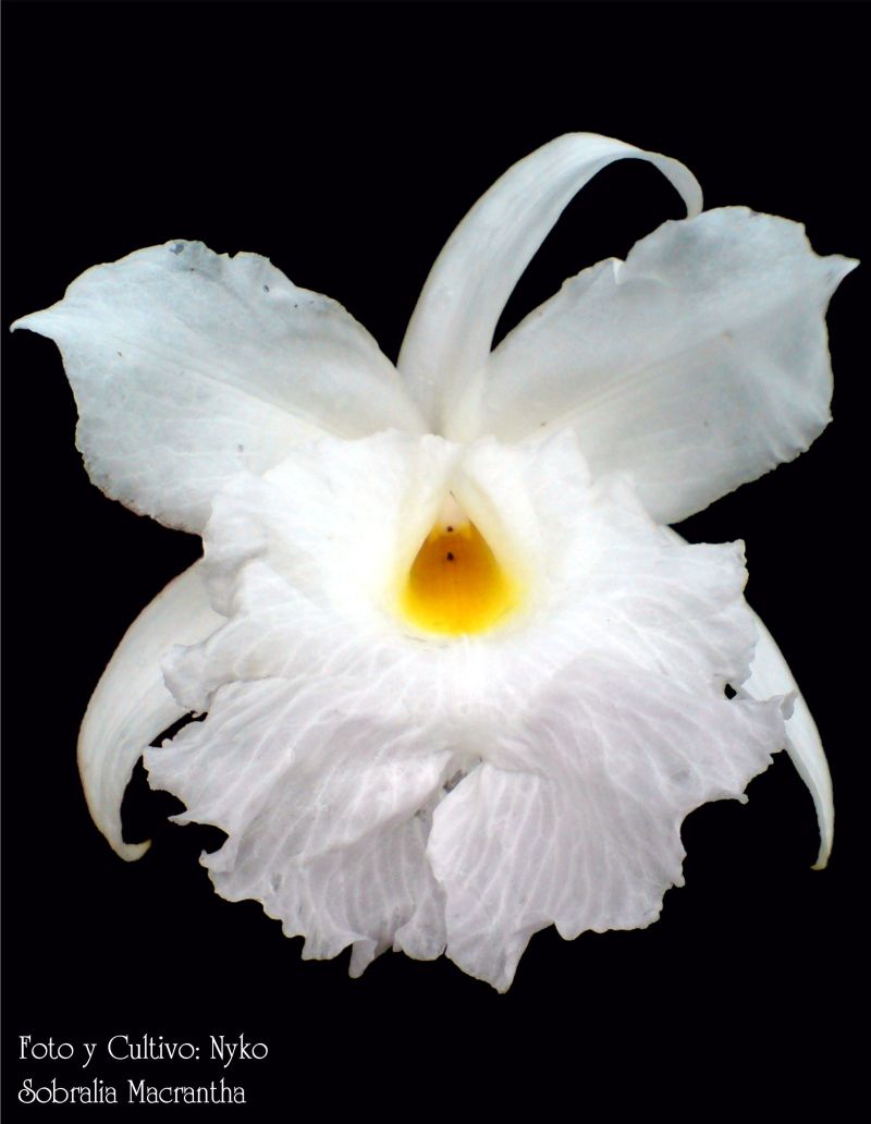 COOKARA ORQUÍDEAS: Sobralia Macranta Alba