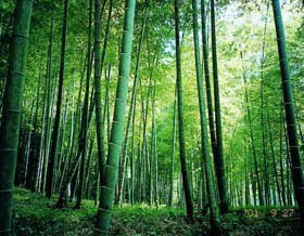 Devaneios Chineses: O Bambu Chinês