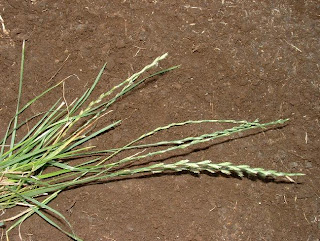 Gyomnövények: angolperje