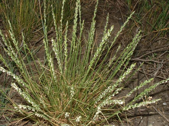 Gyomnövények: angolperje