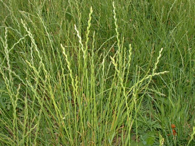 Gyomnövények: angolperje