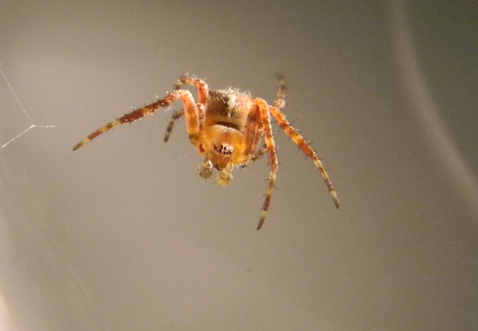 Orb Weaver | Michigan Spiders