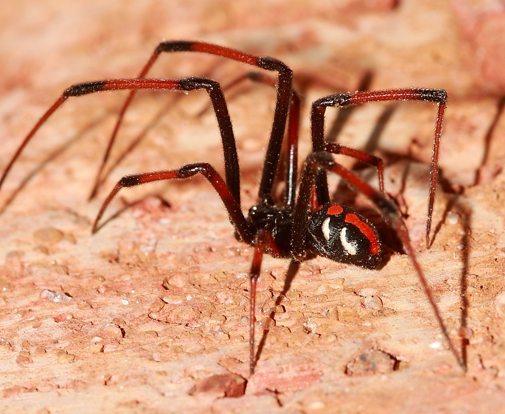 Northern Black Widow | Michigan Spiders