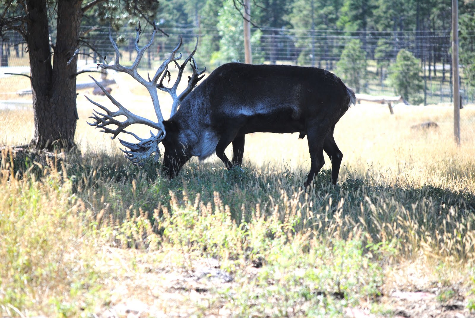 Jots and Thoughts: Bear Country USA