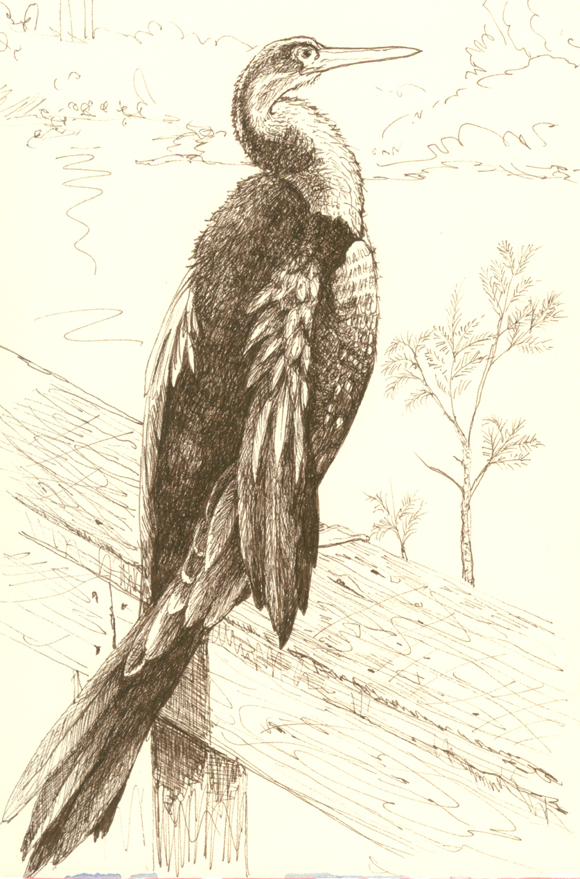 A Nature Art Journal: Anhinga