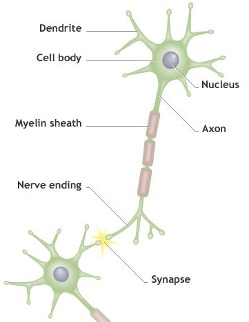 IPA Fisika: Sistem Saraf