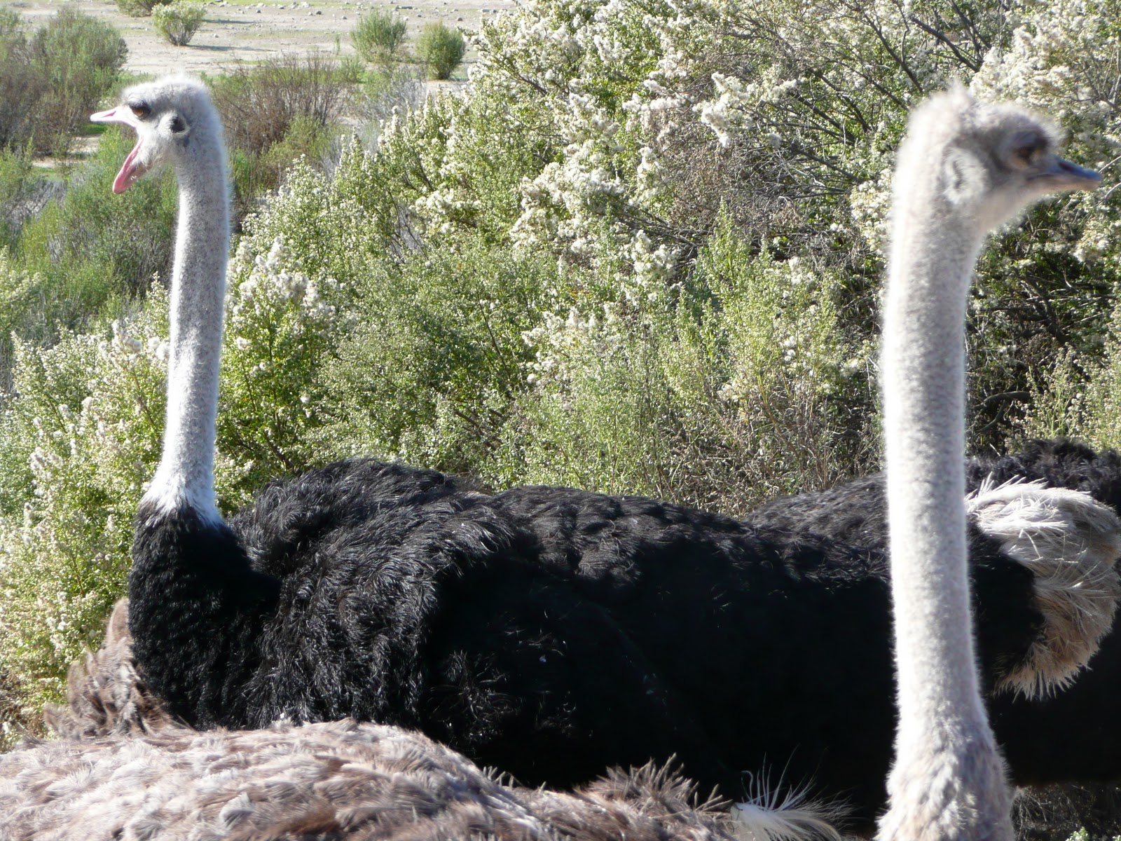 Life at 55 mph: Ostrich Land in Buellton, California – where you can ...