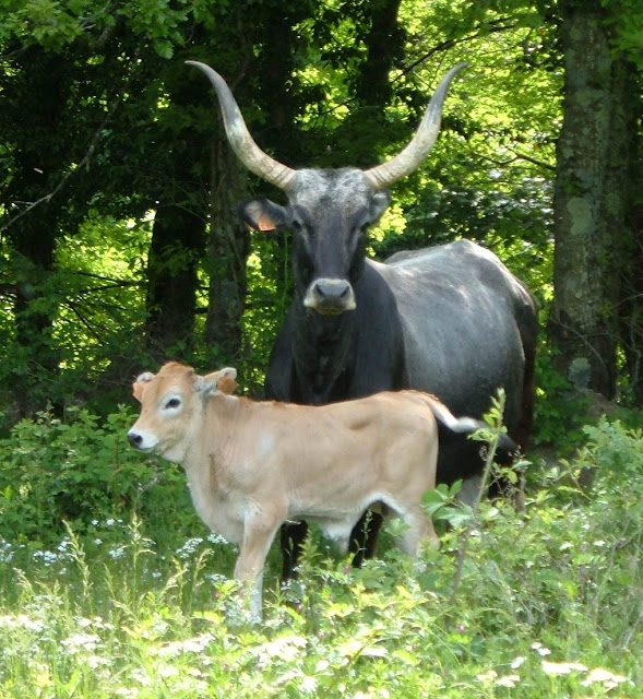 The Breeding-back Blog: Aurochs-like Italian cattle