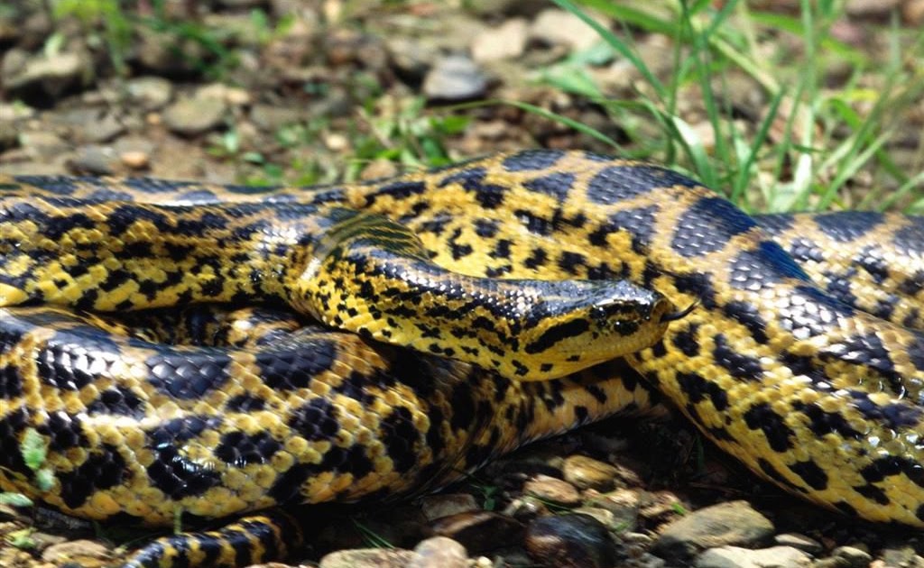 Two Snakes : Anacondas