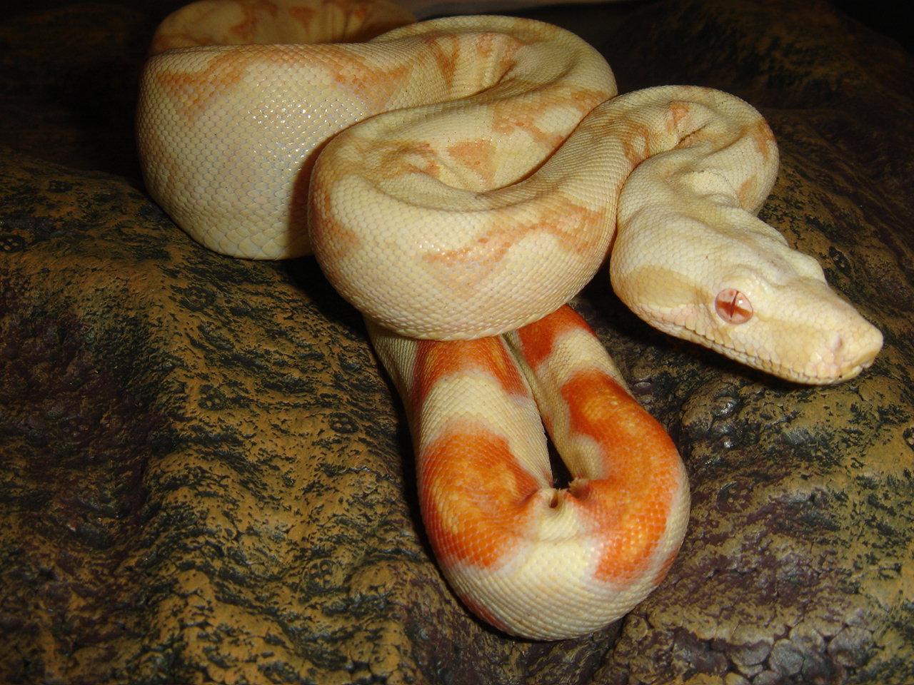 El ojo del buitre: Serpientes - Boa constrictor