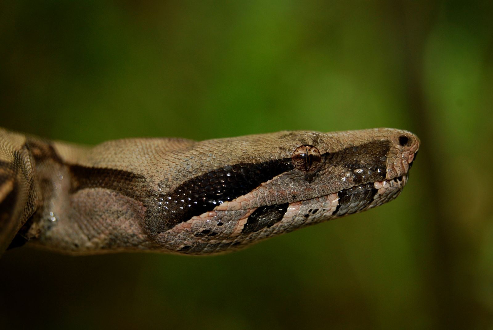 El ojo del buitre: Serpientes - Boa constrictor
