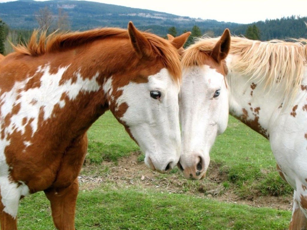 El anillo del Rey Salomón: Caballo (Equus ferus)