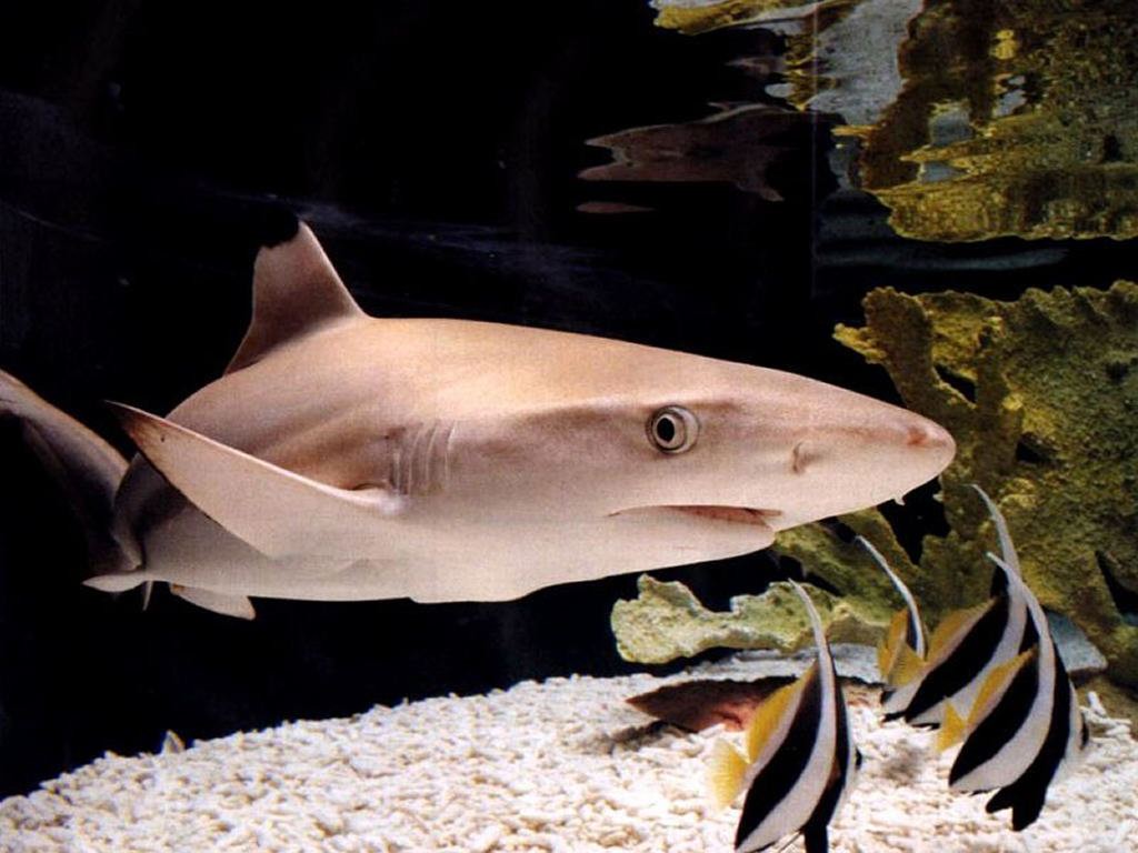 El ojo del buitre: Peces - Tiburón