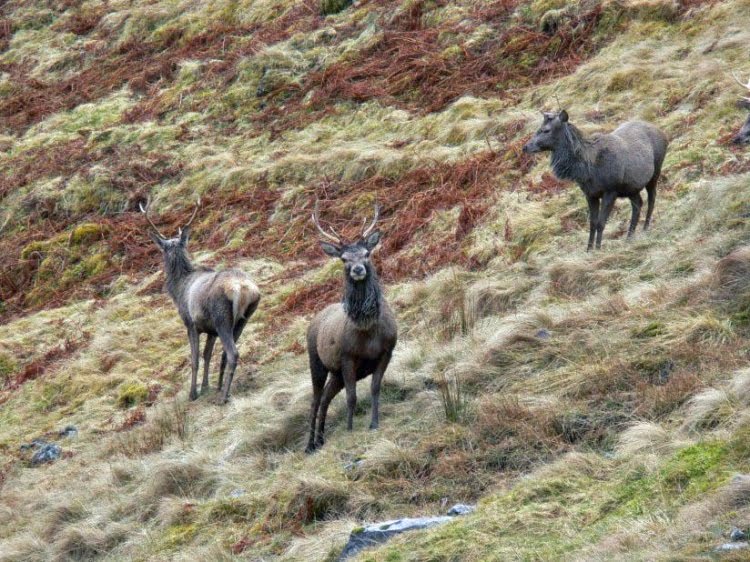 El ojo del buitre: Cérvidos - Ciervo (Cervus elaphus)