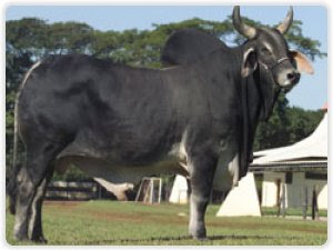 Zebu-Blog: A raça Guzerá