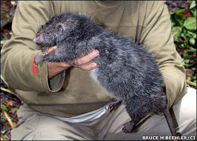 Giant Rats, Fanged Frogs - Scientist Discover Many New Species In Papua ...