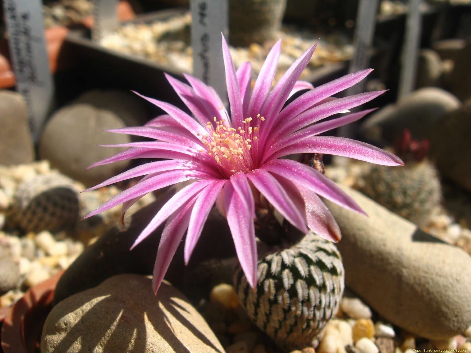 Hortus Anima: Flori de cactus...