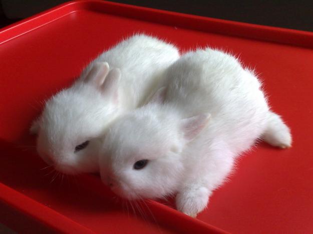 Hortus Anima: Alb...